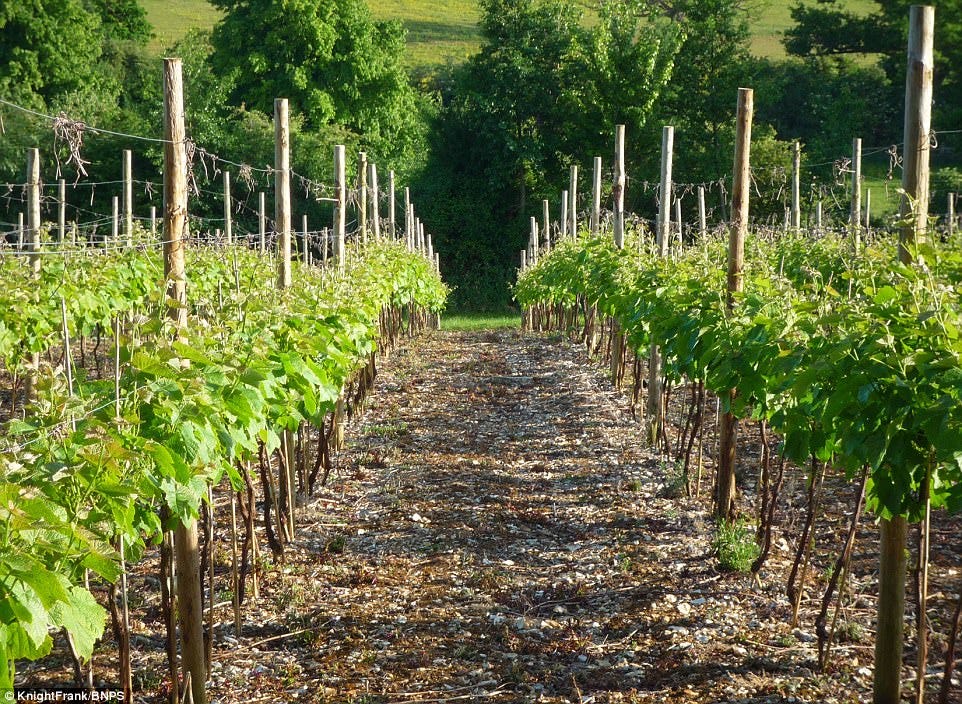 Sophie‘s wine blog – Medium