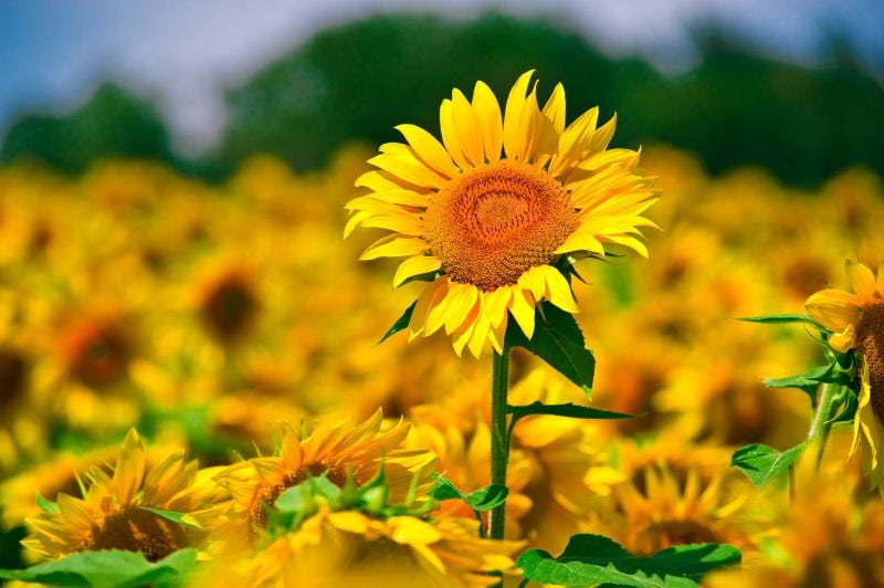 Sommer og sol. Sommeren kommer fort når den først… | by Spåtjenester24 ...