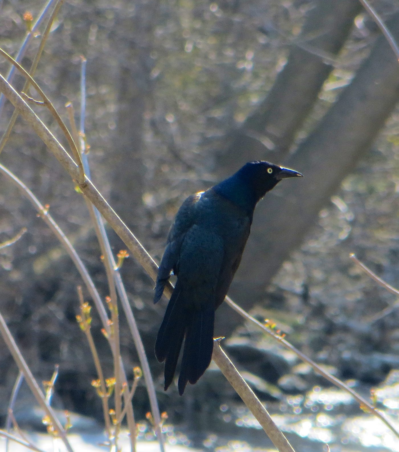 Natural Hamilton in Pictures: Birds | by Rob Porter | Natural Hamilton ...