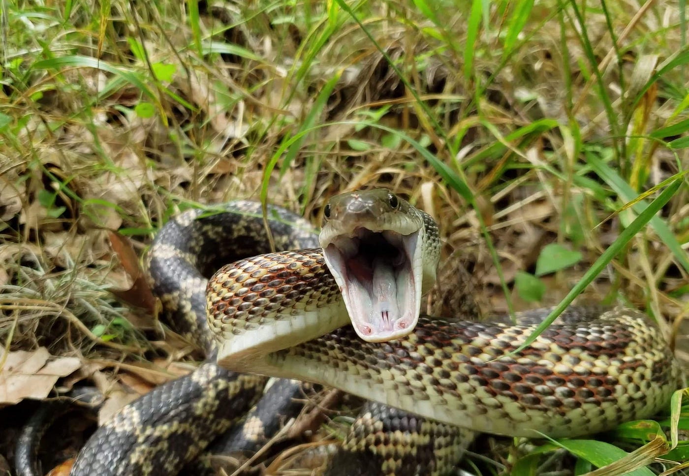 How NOT to Identify a Venomous Snake | by Micha Petty | The Natural ...