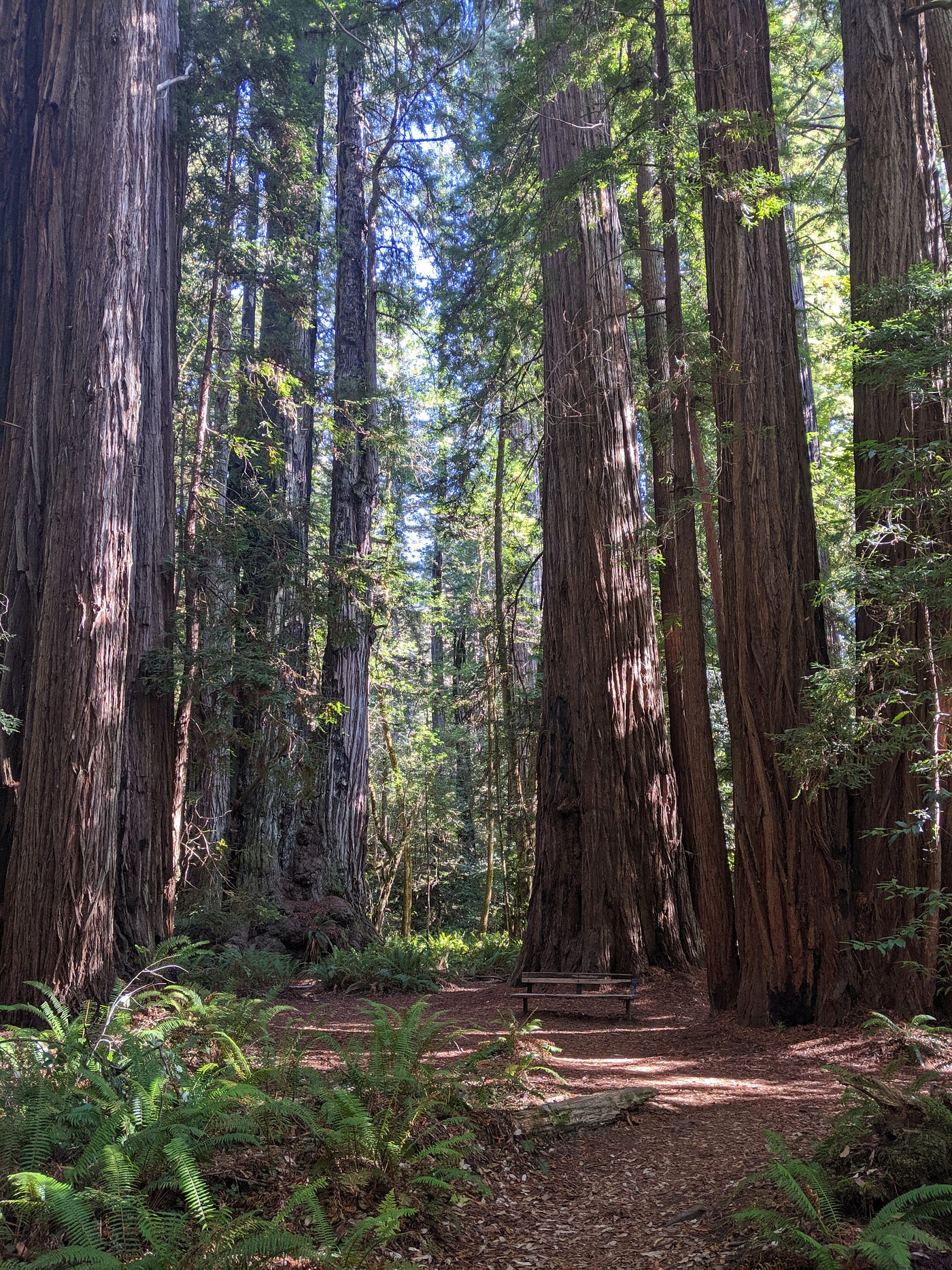 Redwoods National Park’s Exclusive Hike: Tall Trees Trail | by A ...