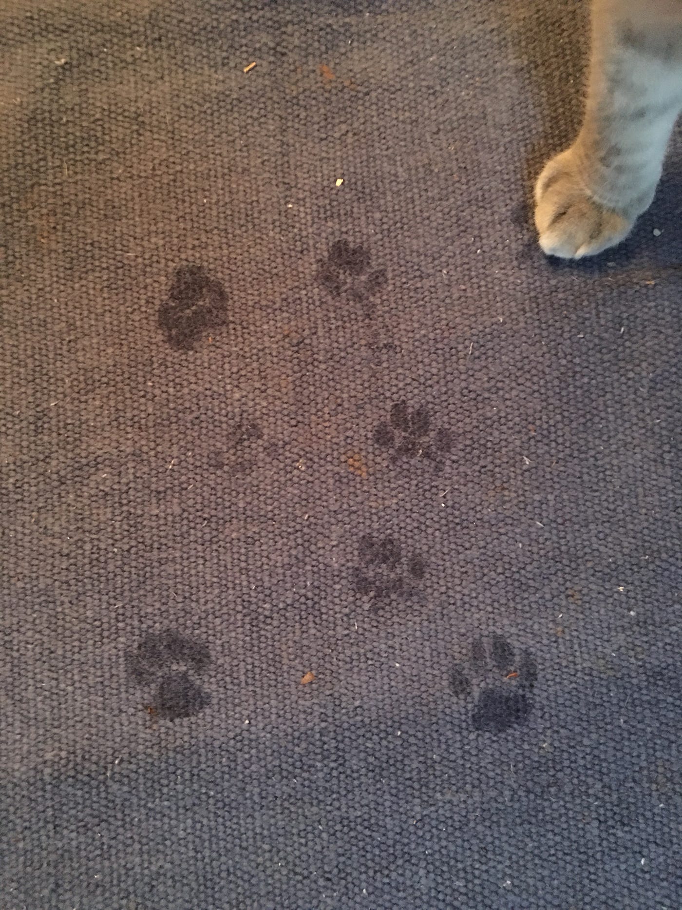Puck is proud of his wet kitty paws… | by K. Kris Loomis 📚 | Medium