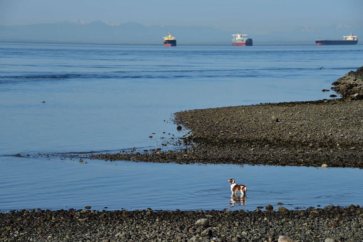 Enjoying a Walk Through Ambleside Park, West Vancouver | by Janin ...