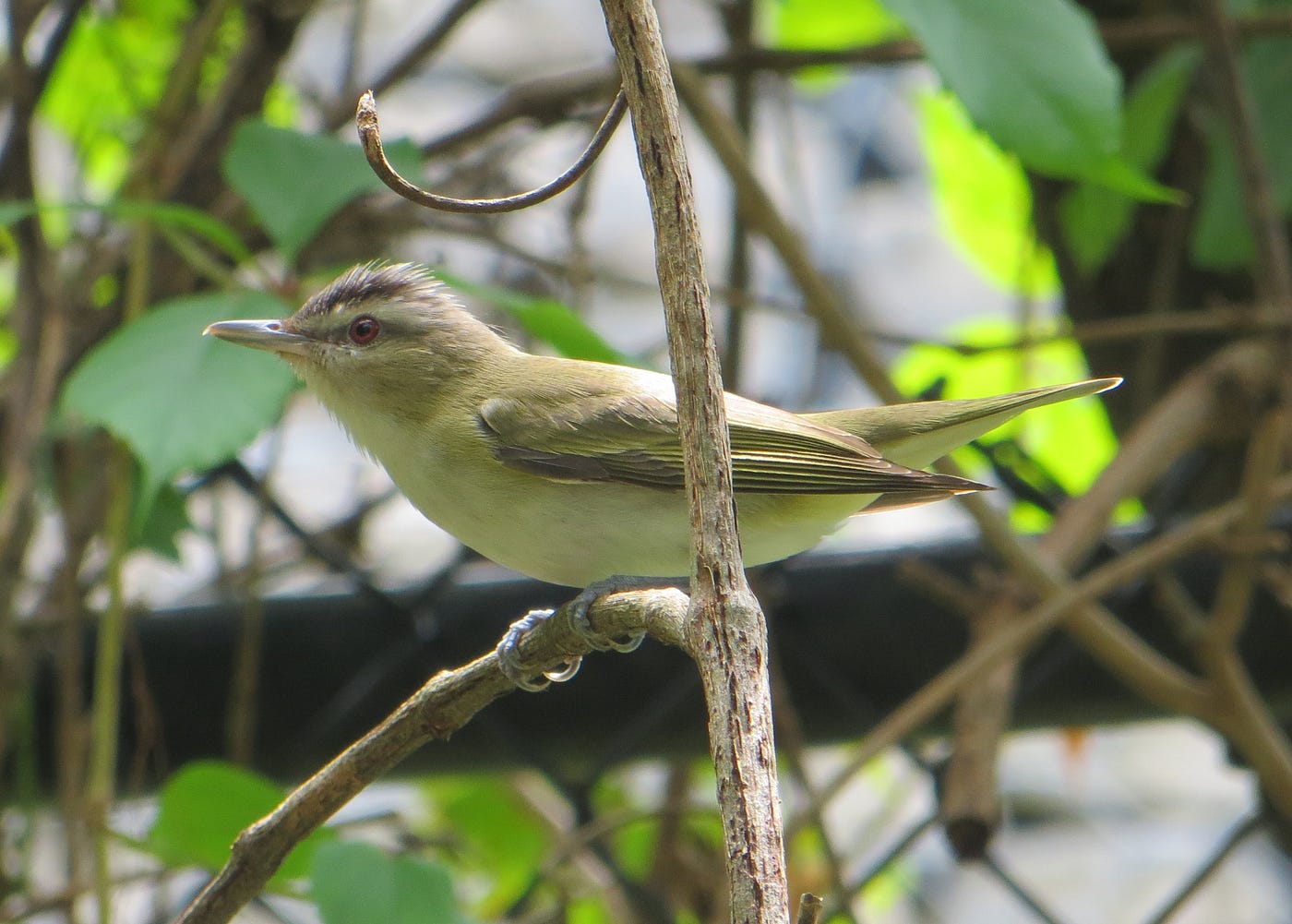 Natural Hamilton in Pictures: Birds | by Rob Porter | Natural Hamilton ...