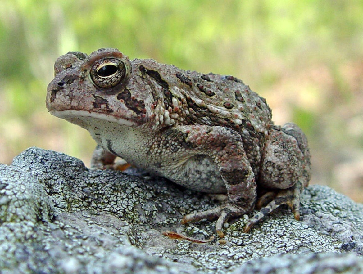 The Professor and The Frog. Down the path a yellow clay frog Leaps ...