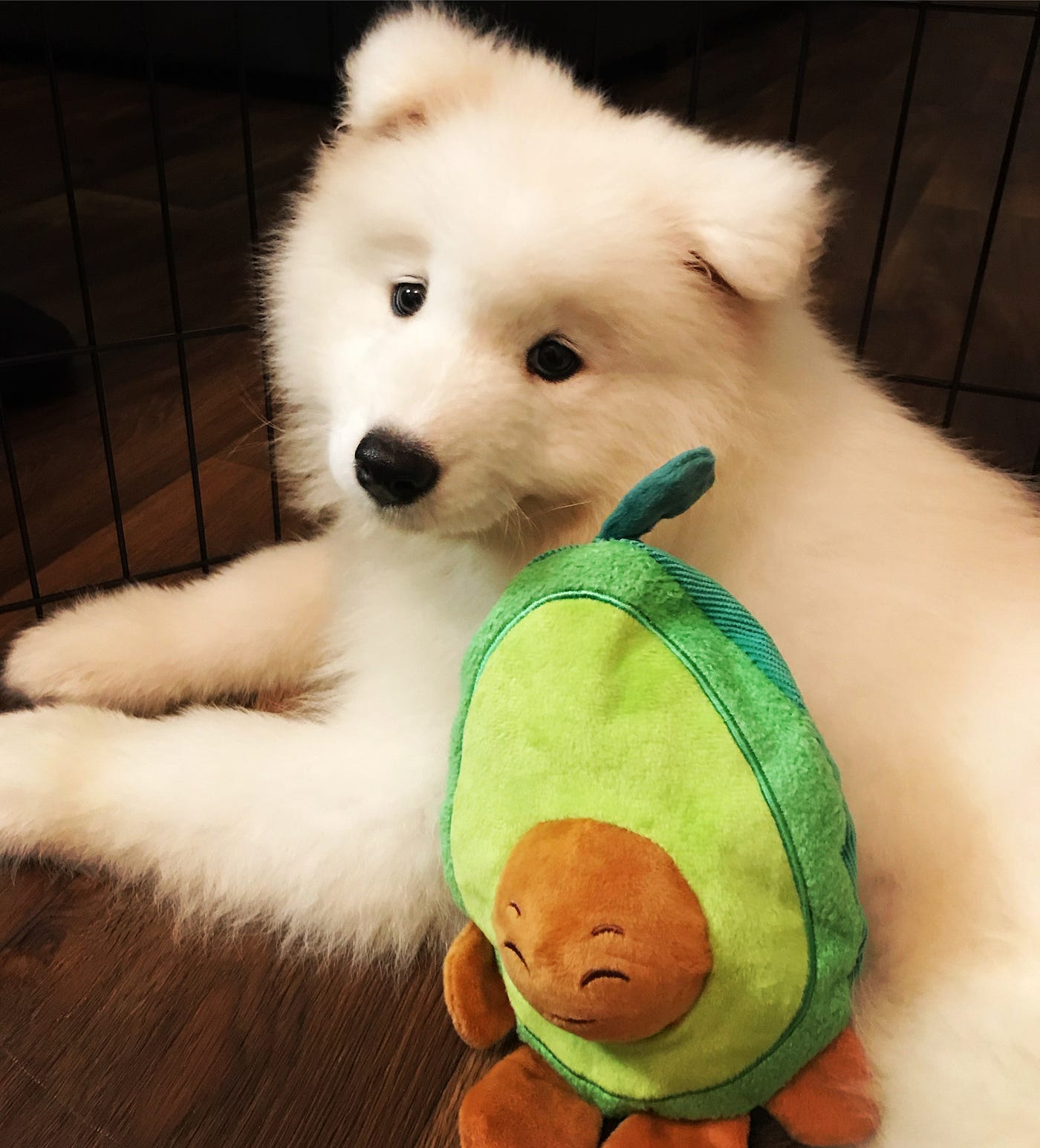 Five Things to Know When Getting Your First Puppy | by The Grinding ...