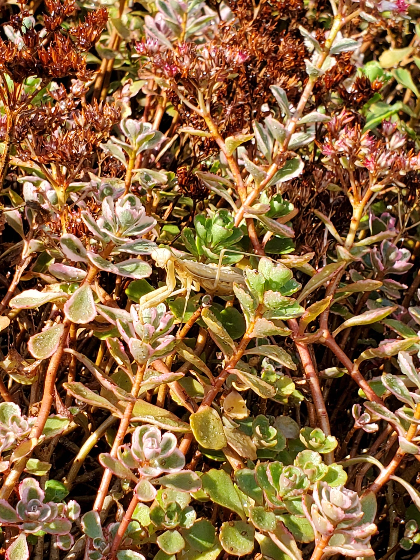 Tiny Acrobats. Praying mantis feature | by Charlene Marron | Weeds ...