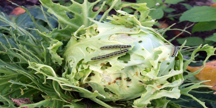 Cutworms: The phantom of the night | by June Reynolds | Medium