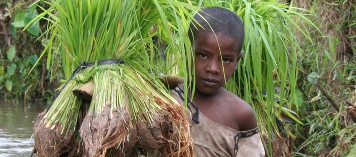 MAKIRA NATURAL PARK PROJECT — Madagascar | by Stand For Trees | Medium