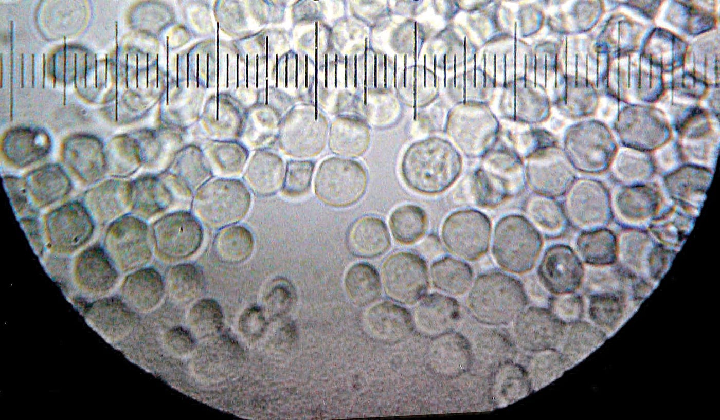 Using yeast in biology. Yeast is one of the simplest eukaryotic… | by ...