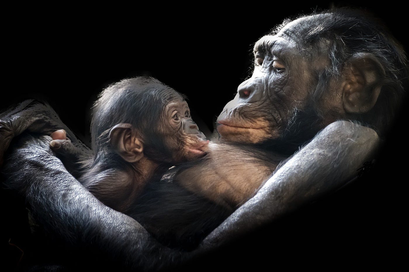 Scientists Created Hybrid Human-Monkey Embryos in China | Predict