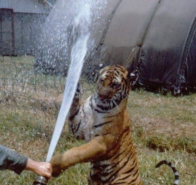 When US soldiers used a TIGER to interrogate enemy detainees. | by ...