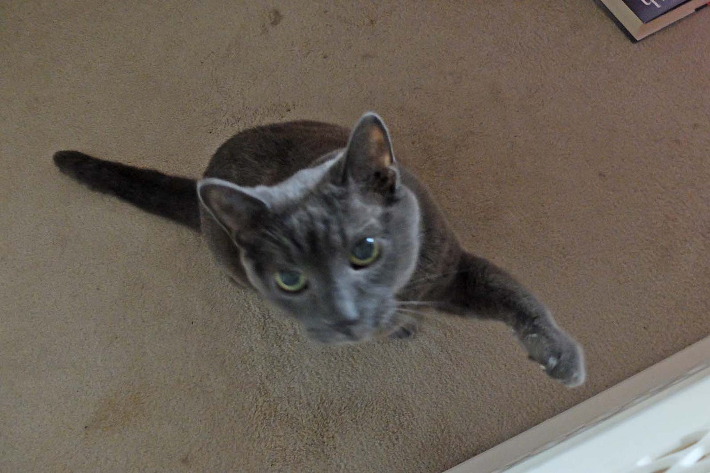 Our Cats During Quarantine. In Response to Erika Burkhalters’… | by ...