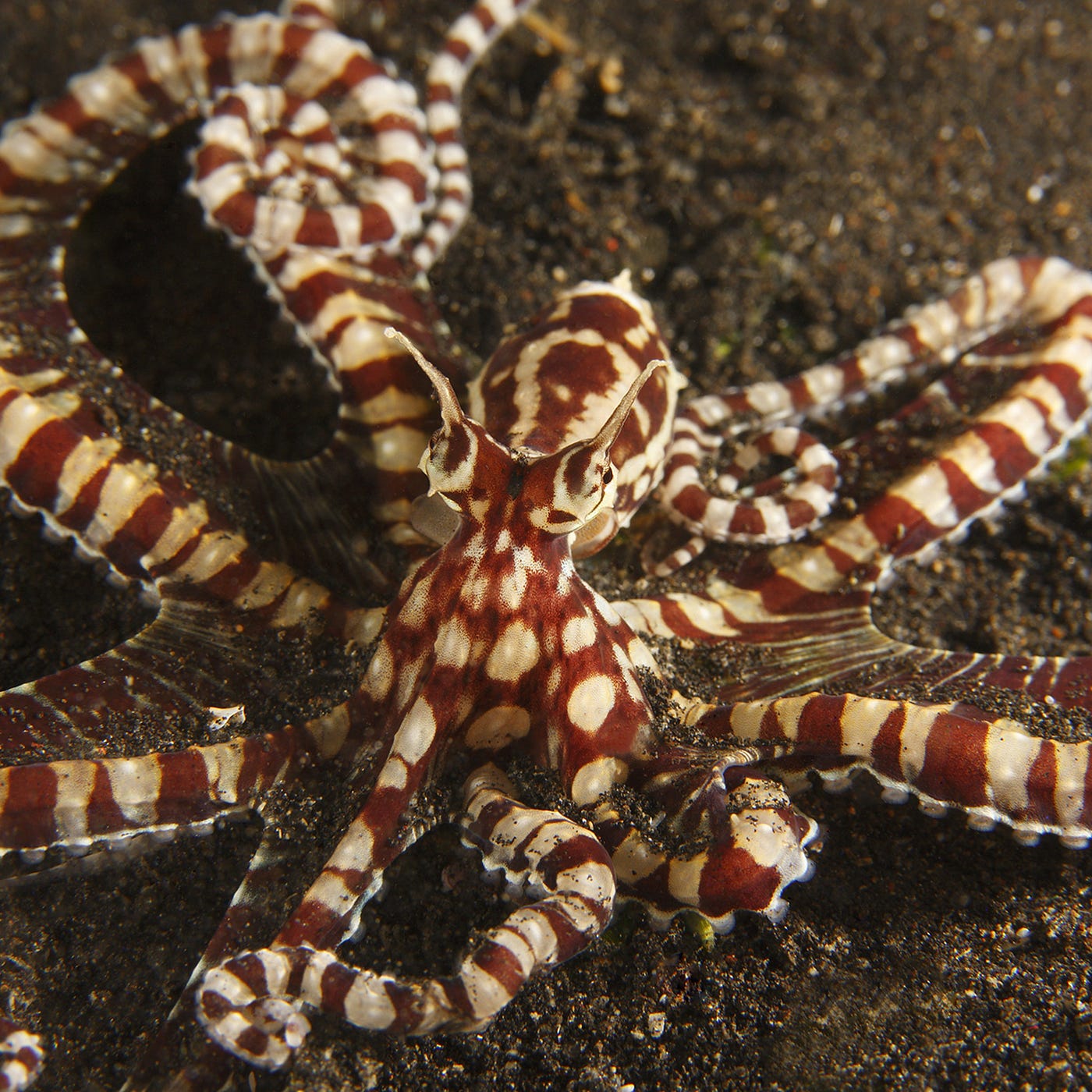 Deep-sea mimicry —a tale of camouflage in the waters | by Sreejani Sen ...