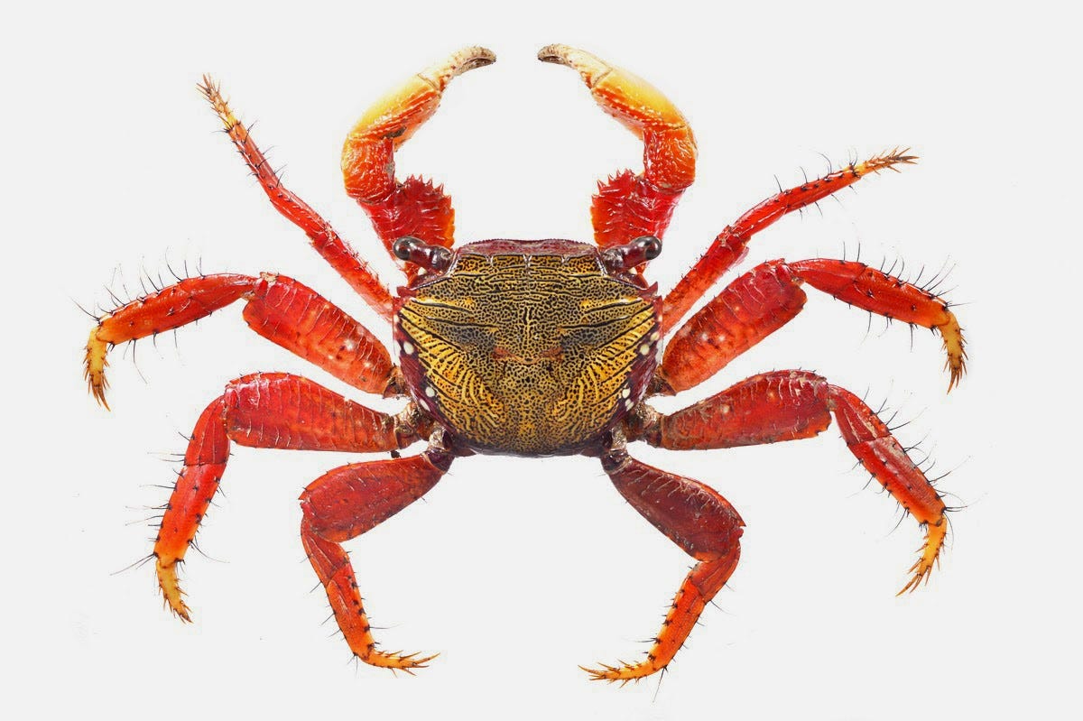 aratú mulher. caranguejo carmin escarlate guará — se… | by Thalita ...