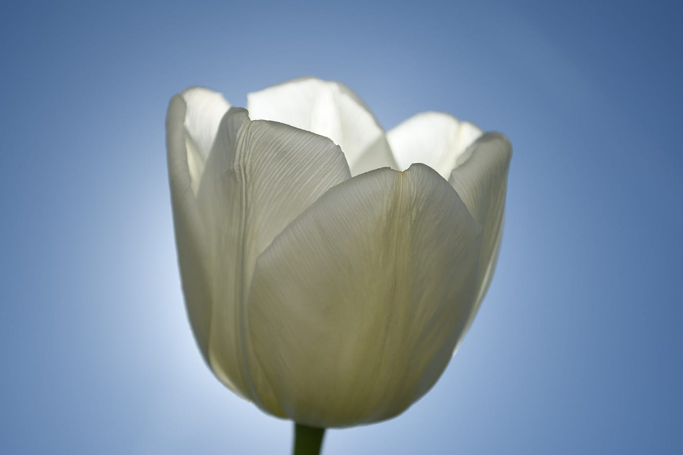 Tooth Flower. An Ode to Tulips | by Enne Baker | Invisible Illness | Medium