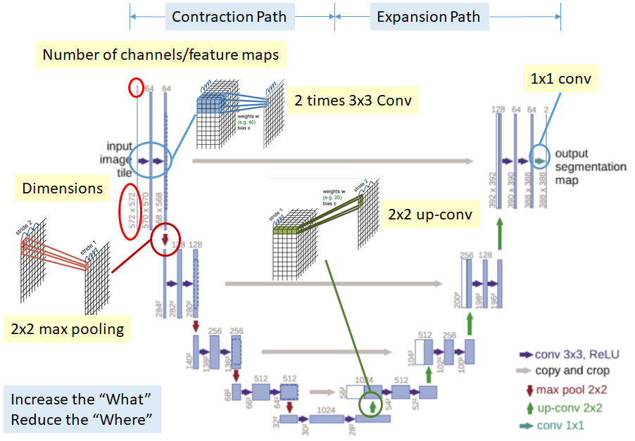 Review U Net Biomedical Image Segmentation By Sik Ho Tsang Towards Data Science