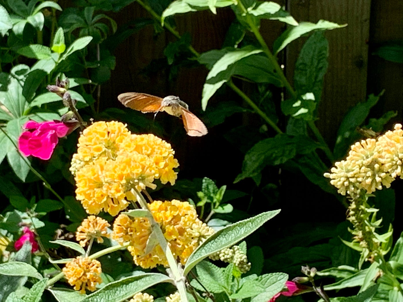 Why you should grow buddleia in your garden | by Ivy Shepherd | Tea ...