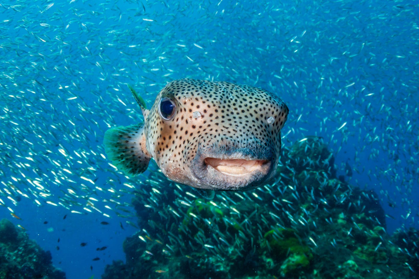 Meet the Pufferfish. Ahoy Mateys, join us at the Adventures… | by ...
