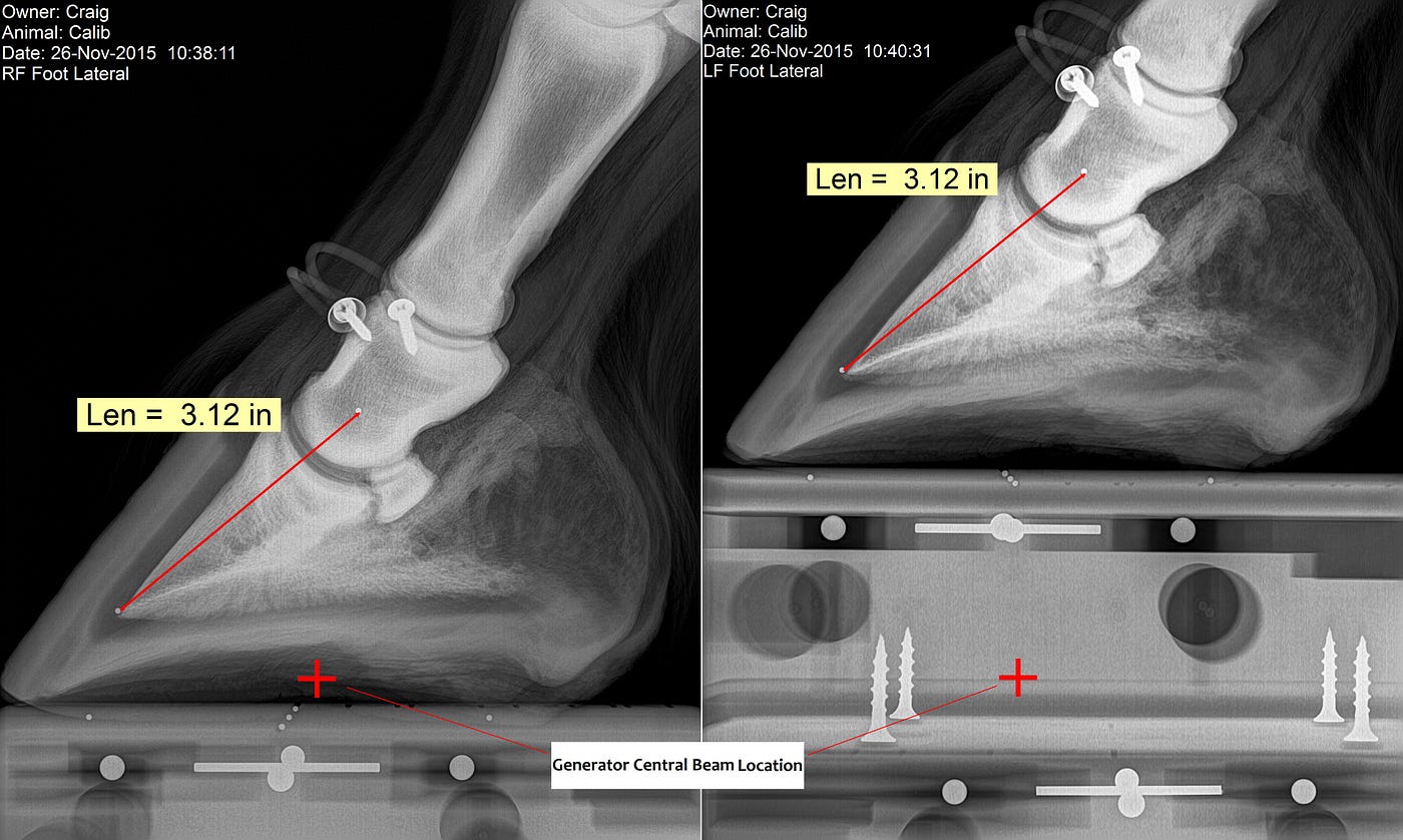 Measuring the Equine Hoof in Radiographs — a Focus on Calibration | by ...