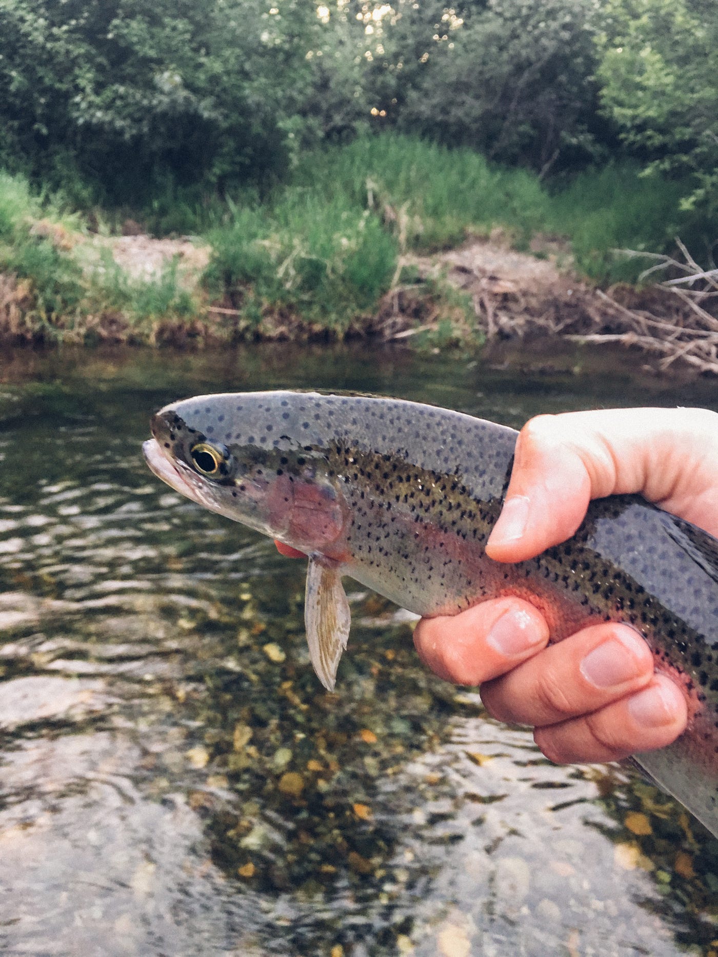 Tuesday Trout. First things first. To the beaver… | by Andy Brawner ...