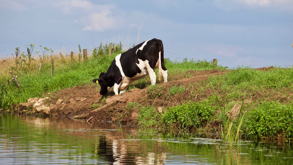 How to Take Care of Your Cattle. Taking care of your cattle is easier ...