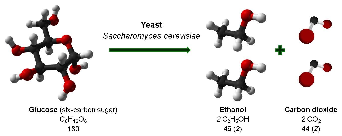 How to Understand Wine: The Science of Yeast | by Alice Shawbrook ...