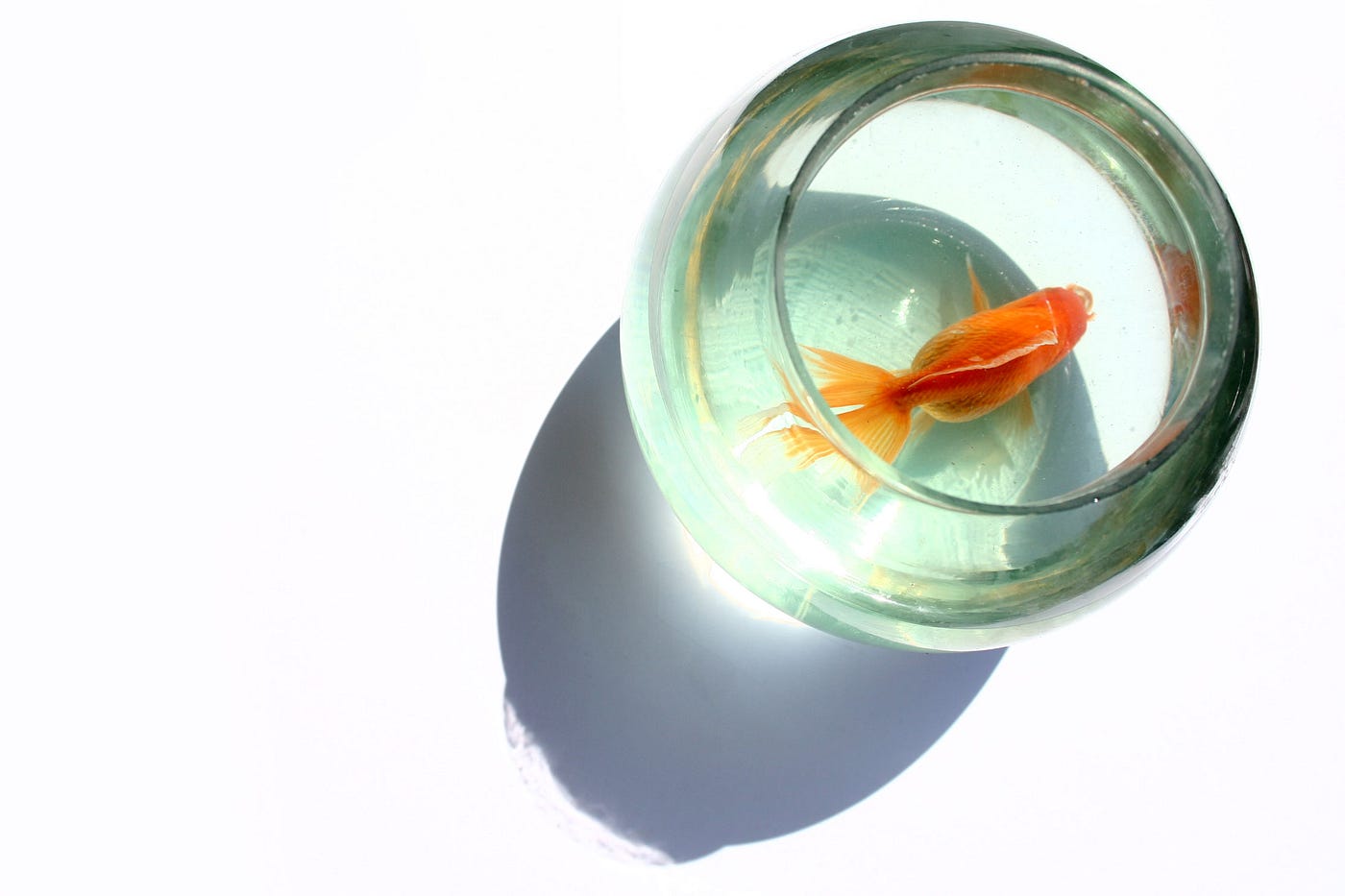 My life inside a fishbowl: College and Religion | by Cristina Ramirez ...