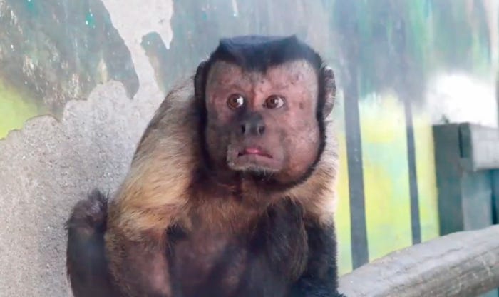 This monkey with a remarkably human-like face is freaking China’s ...