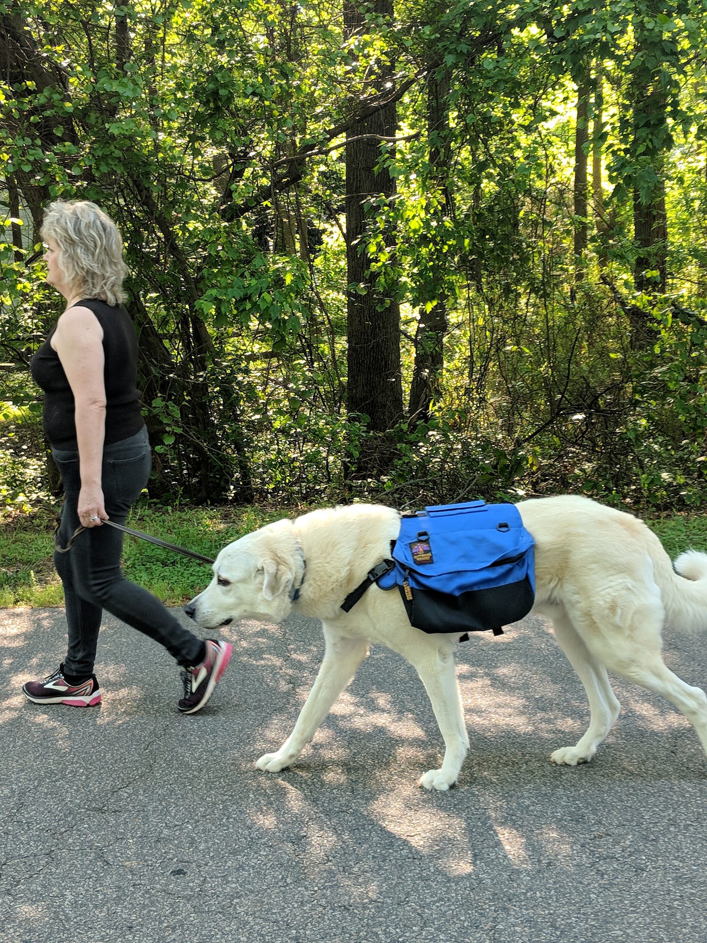 How to use a Dog Backpack to Keep your Dog Cool | by Topline K9 ...
