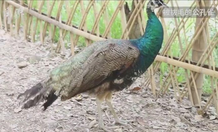 Tourists pluck feathers off 4 peacocks at Yangzhou zoo | by Shanghaiist ...