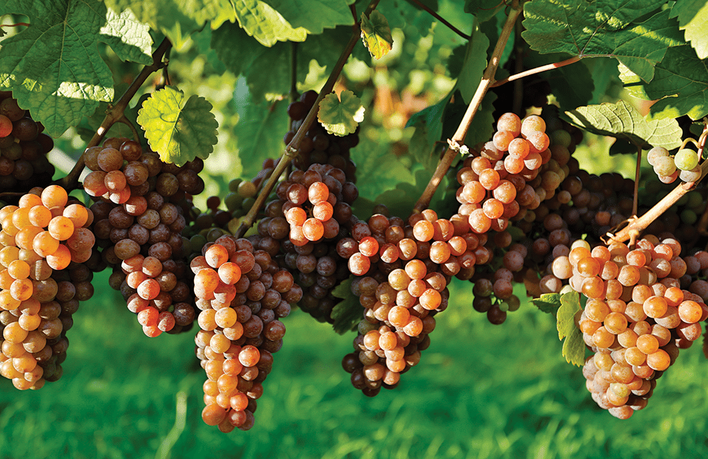 Wine Days — Pinot Grigio. While I tend to prefer red wines to… | by The ...
