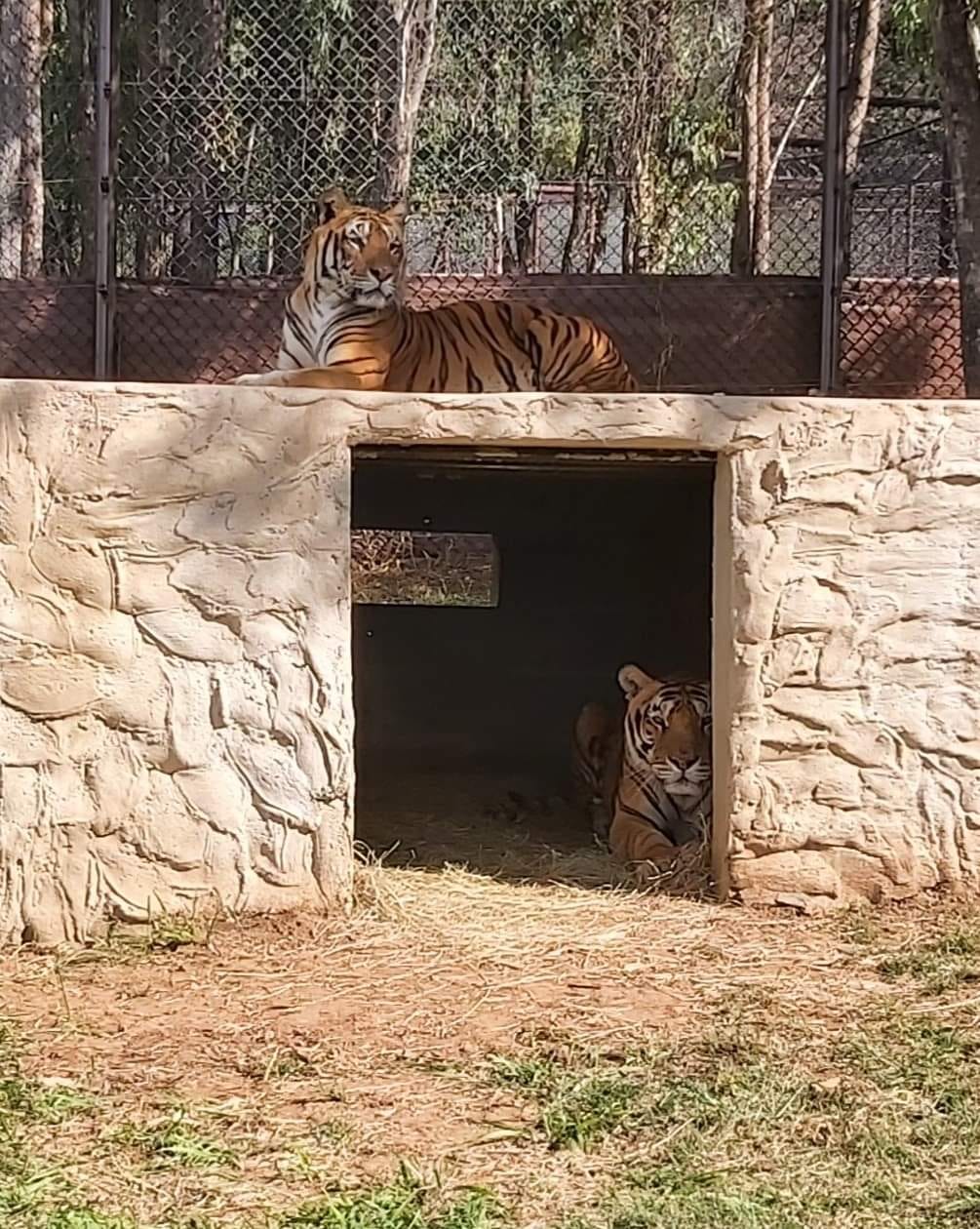 Tigers Discarded By A Circus. Four Paws Rescue | by Penny McKinney ...