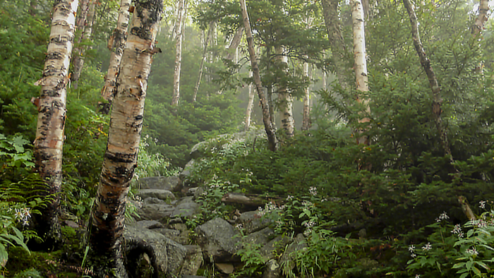ANIMIST ROCK - Rewild Earth — Toward Post-Civilization - Medium