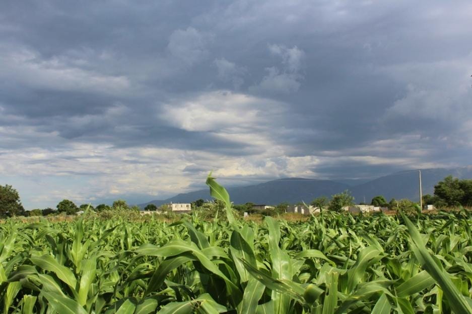 Potential Of Agriculture In Haiti | by Development United | Medium