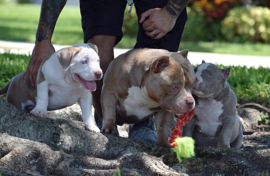 AMAZING PUPPY TRANSFORMATIONS IN THE AMERICAN BULLY BREED | by ...