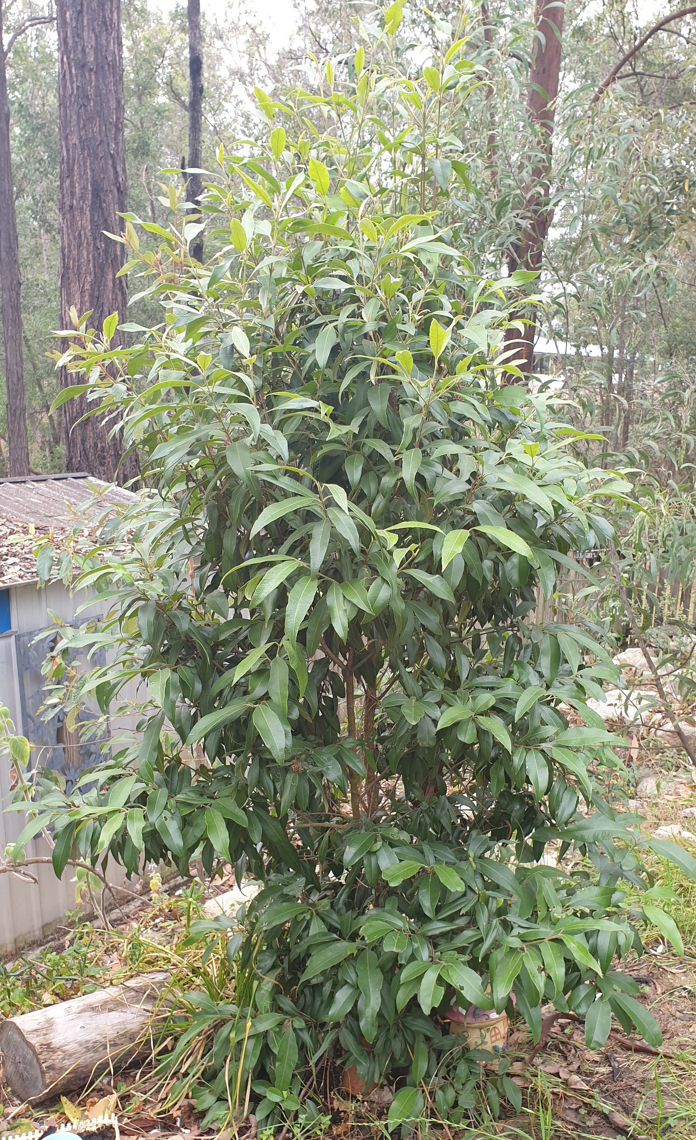 Lemon Myrtle Tea. An Australian superfood that is easy to… | by Jane ...