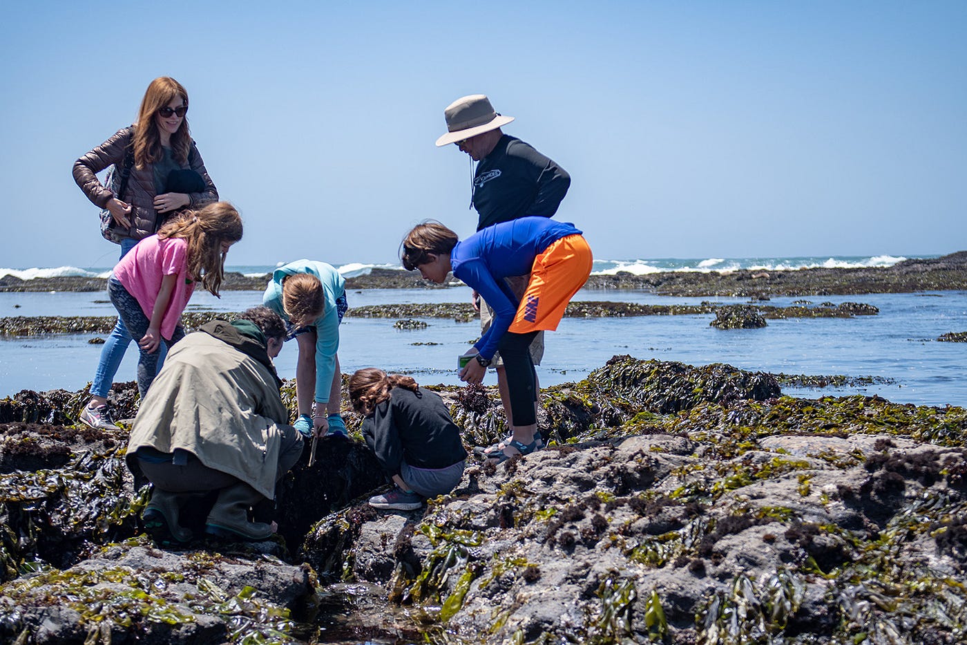 Peer into the beautiful tide pool wonderland of Fitzgerald Marine ...