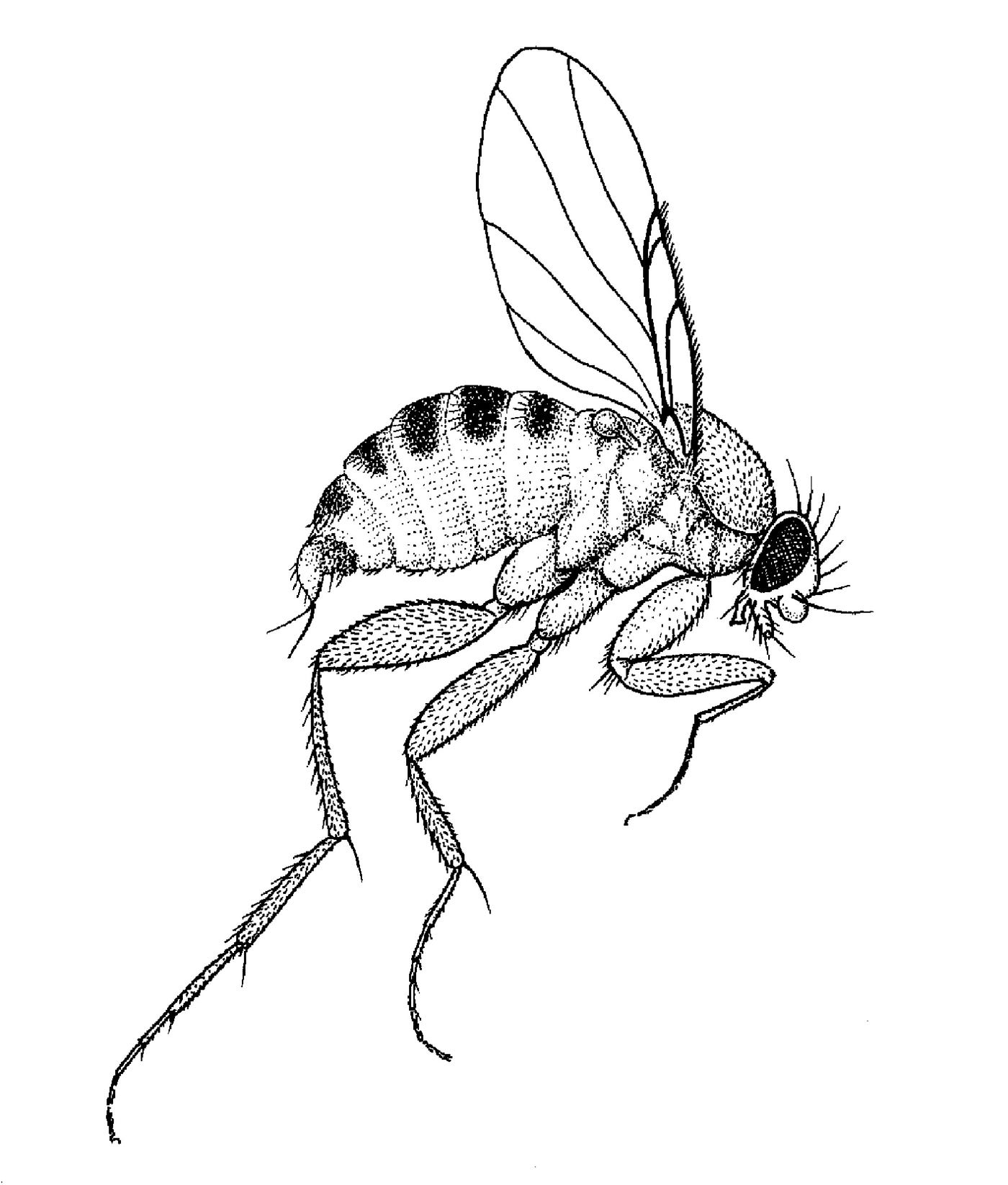 The “king of scuttle flies” who continues to discover new species | by ...