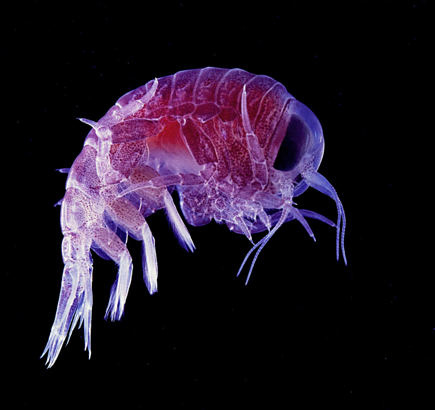 Small Means Big: Why You Should Give A Damn About Plankton | by Mel ...
