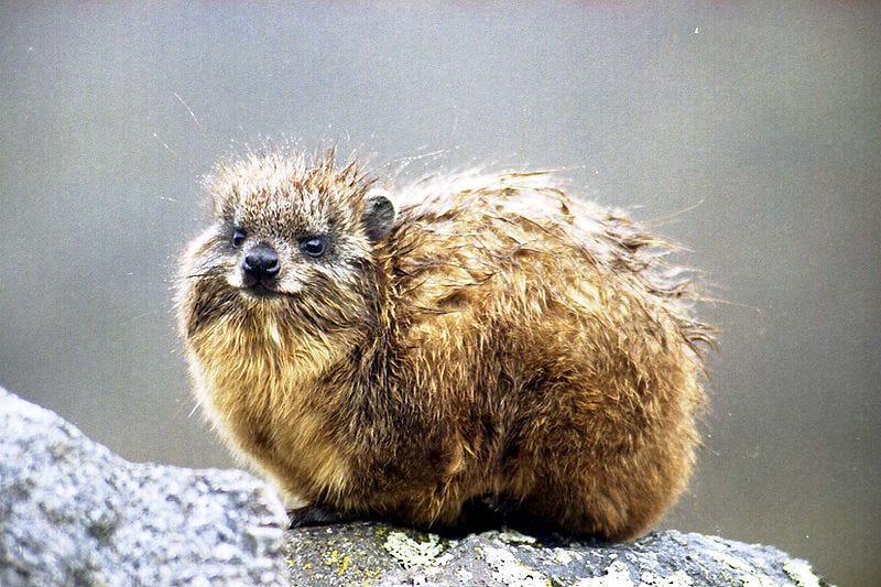 Seven Fuzzy Animals You’ve Probably Never Heard Of | by Nathaniel ...