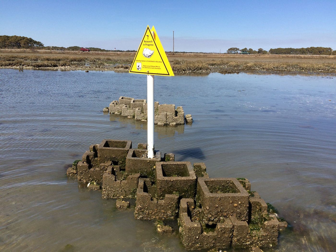 Creating Living Shorelines. Oyster Reefs on Chincoteague National… | by ...