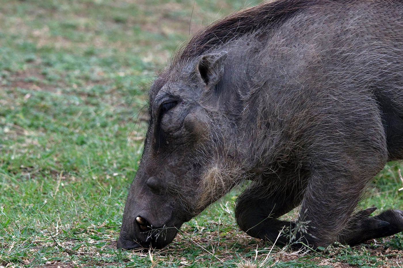 Putting the Art in Warthog. Naturally weird — in five words | by ...