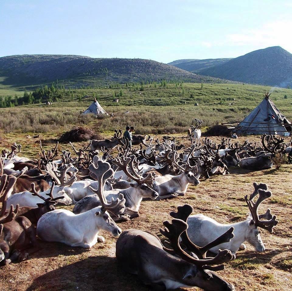 Tsaatan’s taiga life is both cold and warm | by Vast Steppe Mongolia ...