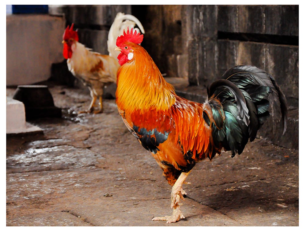 A ‘Rooster Temple’ In Kerala, India — Something Truly Unique | by Manoo ...