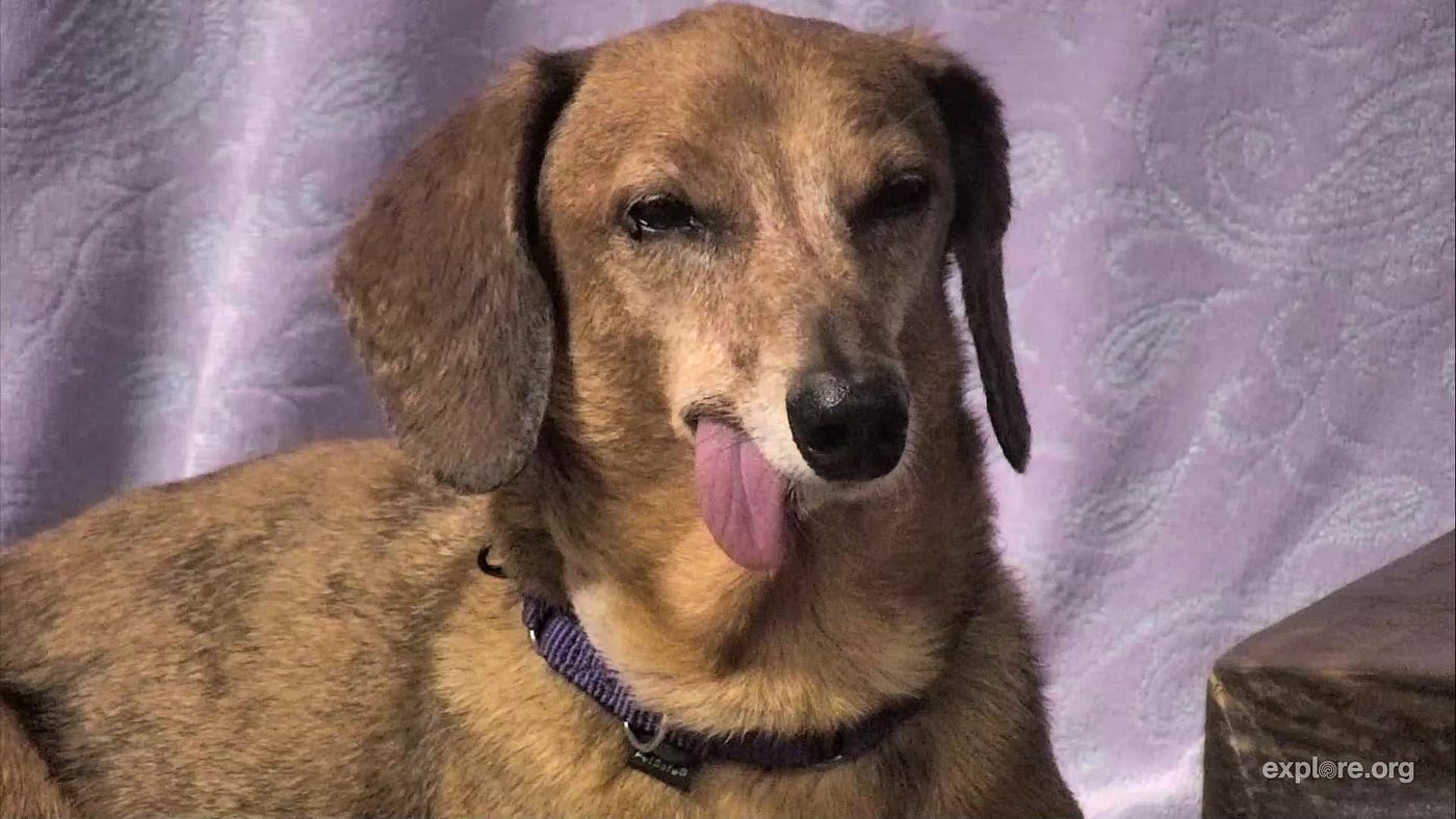 Old Friends Senior Dog Sanctuary Weekly Update (9/28) | by explore.org ...