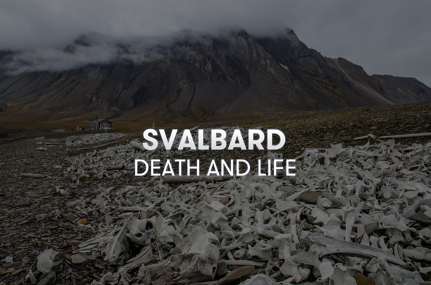 Svalbard: death and life. “The story of Svalbard is a story of… | by ...
