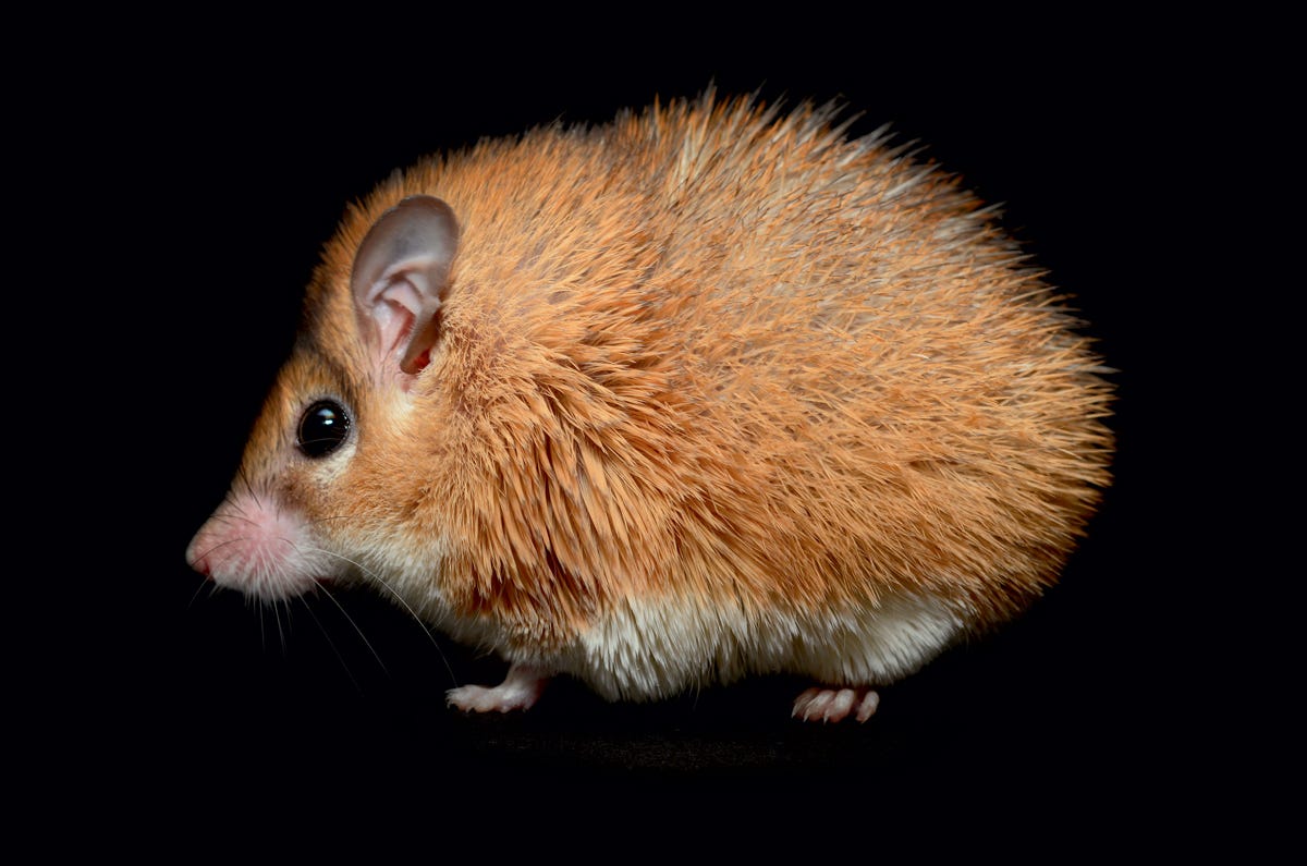 5 Adorable Nocturnal Mammals You’ve Never Heard Of | by Princeton Arch ...