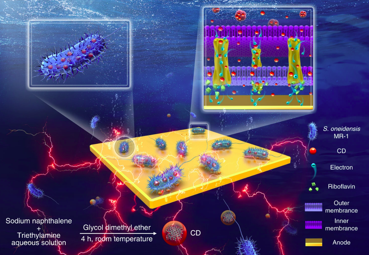 Bacteria producing energy… also from your guts | by Dr. Alessandro ...