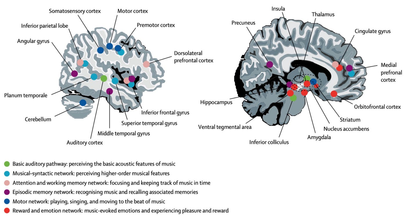 The Neuroscience Of Music For Non-Neuroscientists | by Lilia Nora ...